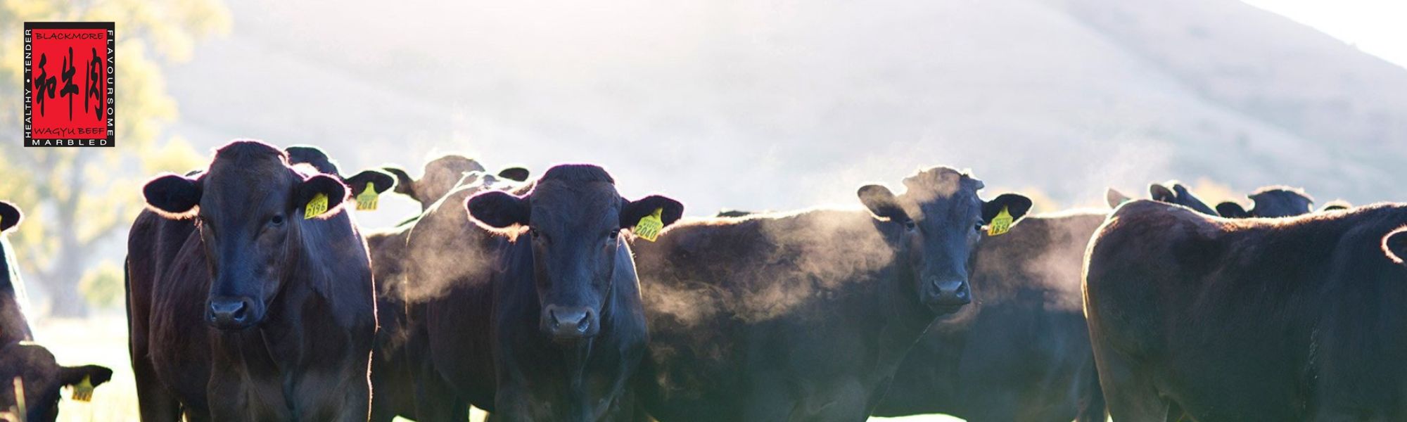 Wagyu Beef, Wagyu, Rib Eye – tagged "Blackmore - Full Blood Wagyu ...