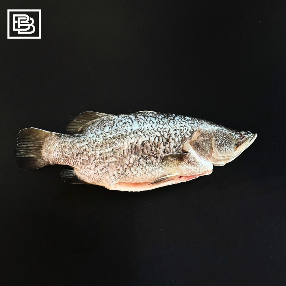 Australian Infinity Blue Wyndham Baby Barramundi [900-1kg] – Butcher Box SG