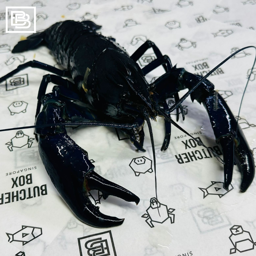 Live Australian Blue Ridge Marron 1pc [300-400g] Pre-Order Only ...