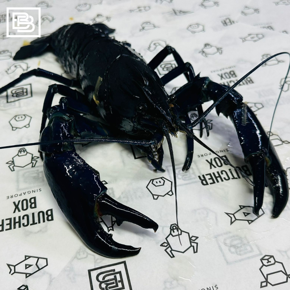 Live Australian Blue Ridge Marron 1pc [300-400g] Pre-Order Only ...